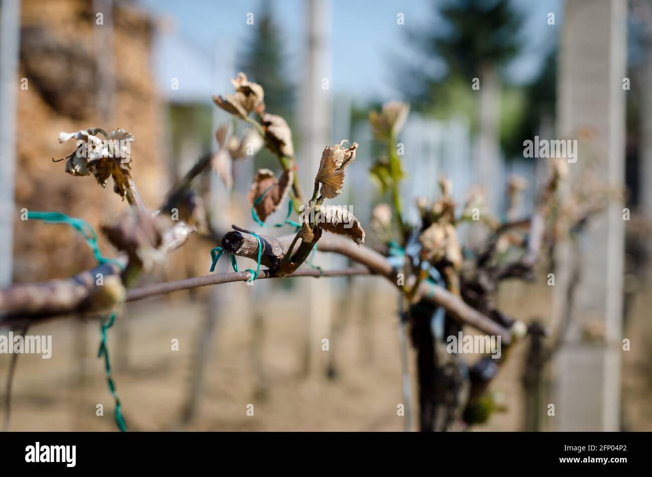 damaged dry vineyard plant Stock Photo - Alamy