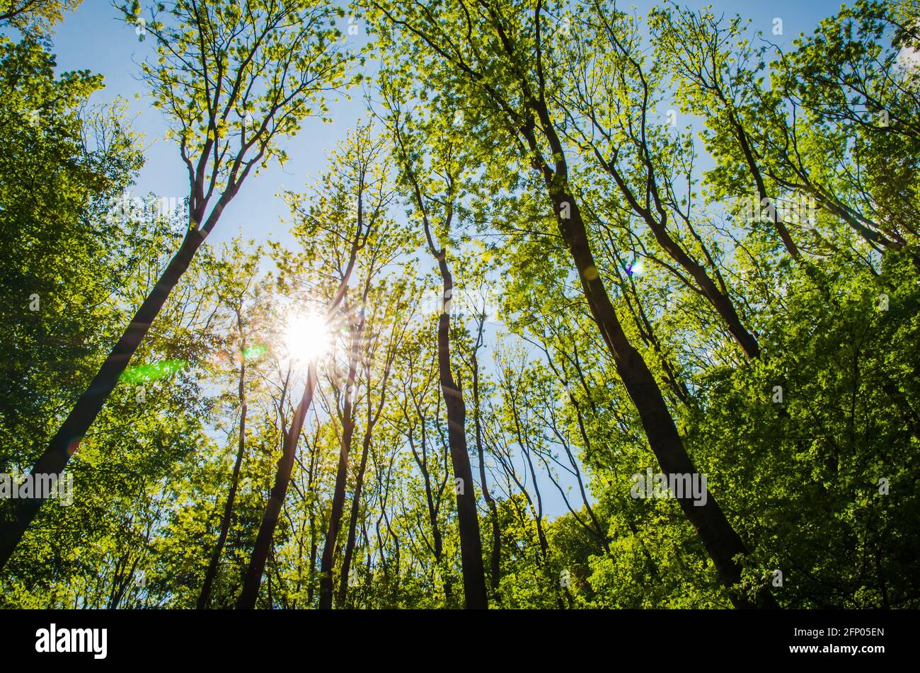 spring green forest and sunset Stock Photo - Alamy
