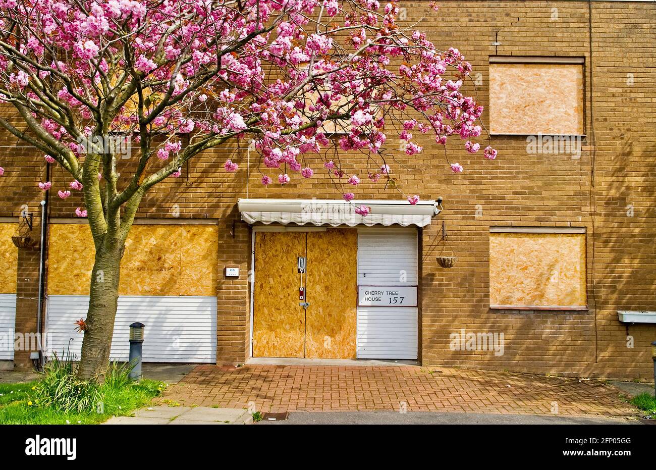 Cherry tree and derelict Cherry Tree house Stock Photo - Alamy