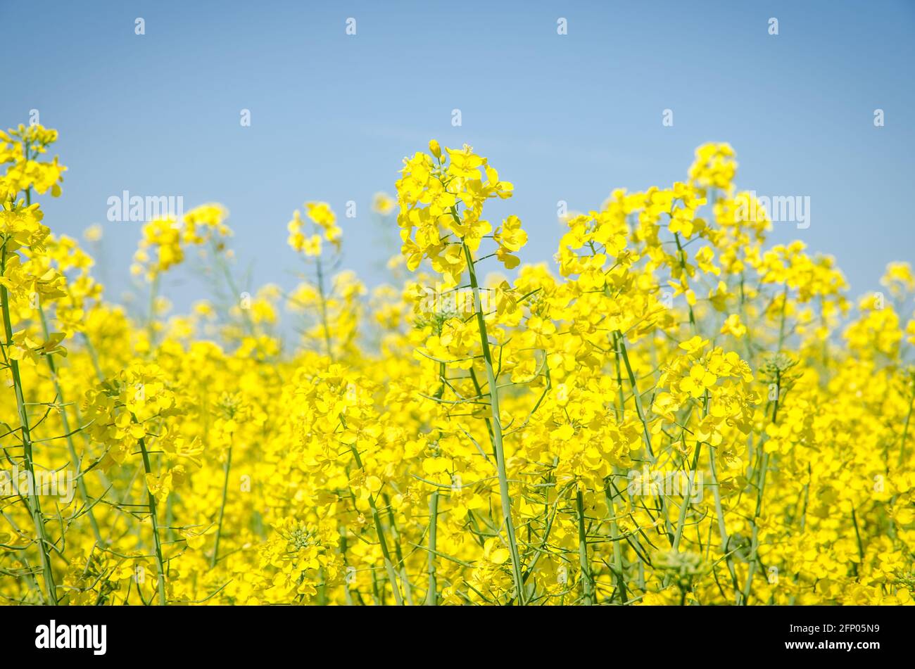 bright yellow rapeseed plant field Stock Photo - Alamy