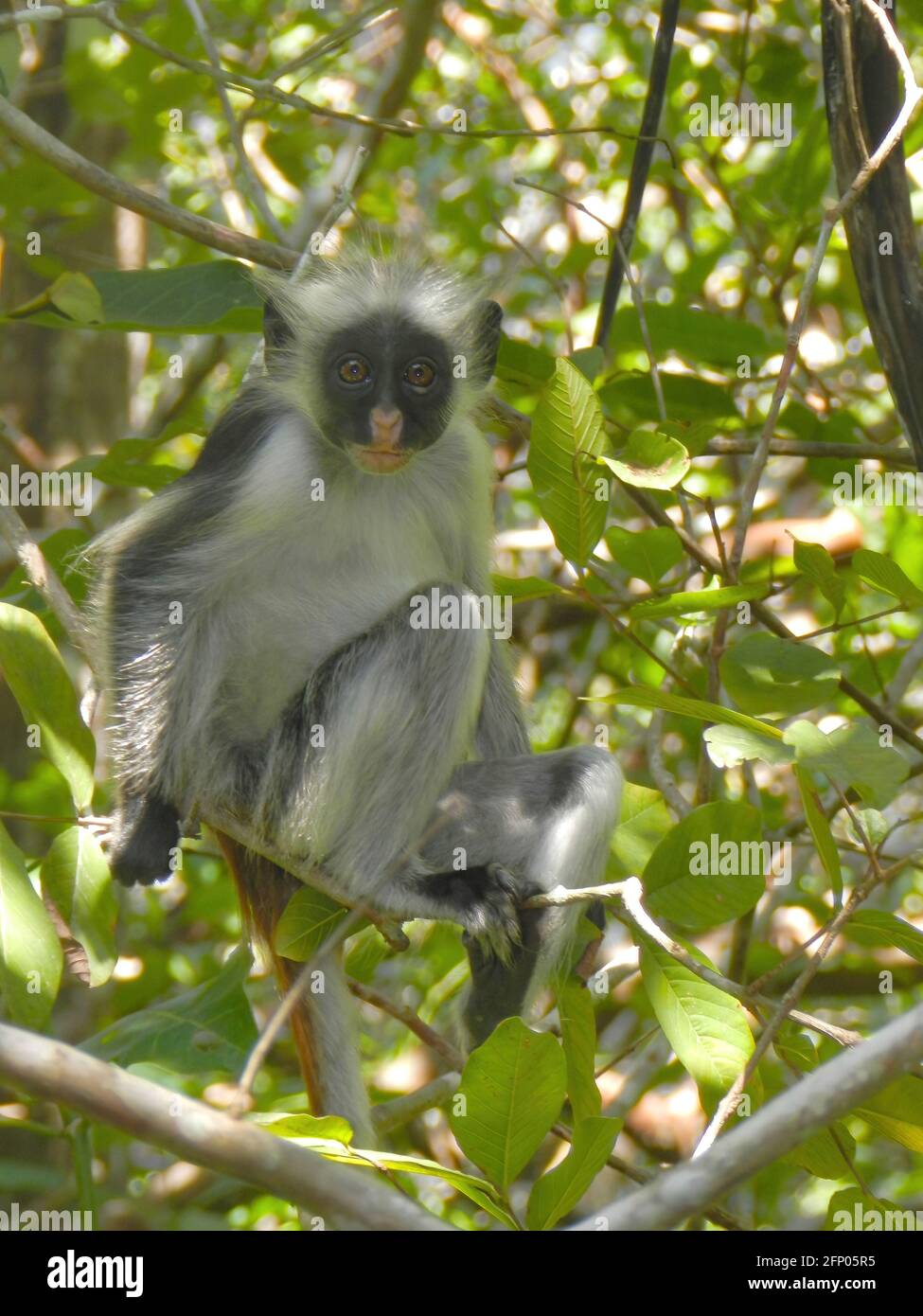 Bay red colobus monkey hi-res stock photography and images - Alamy