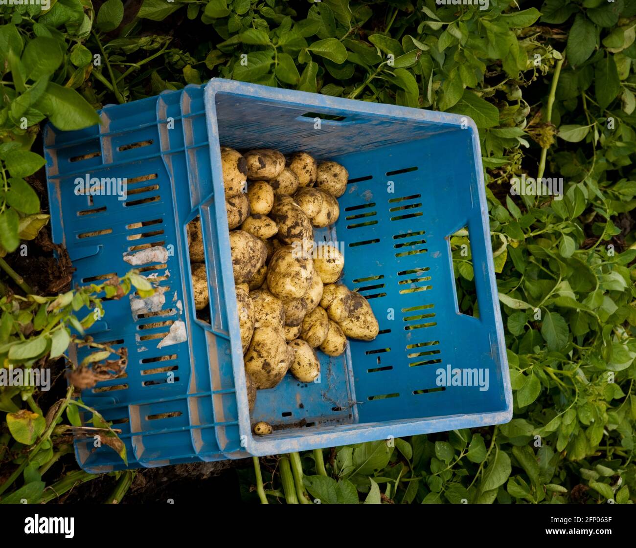 Potatoes, Farmer, Dutch, Healthy Stock Photo - Alamy