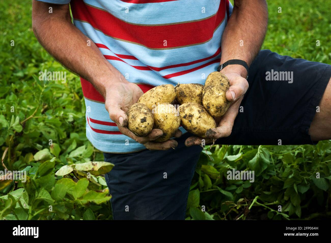 Potatoes, Farmer, Dutch, Healthy Stock Photo - Alamy