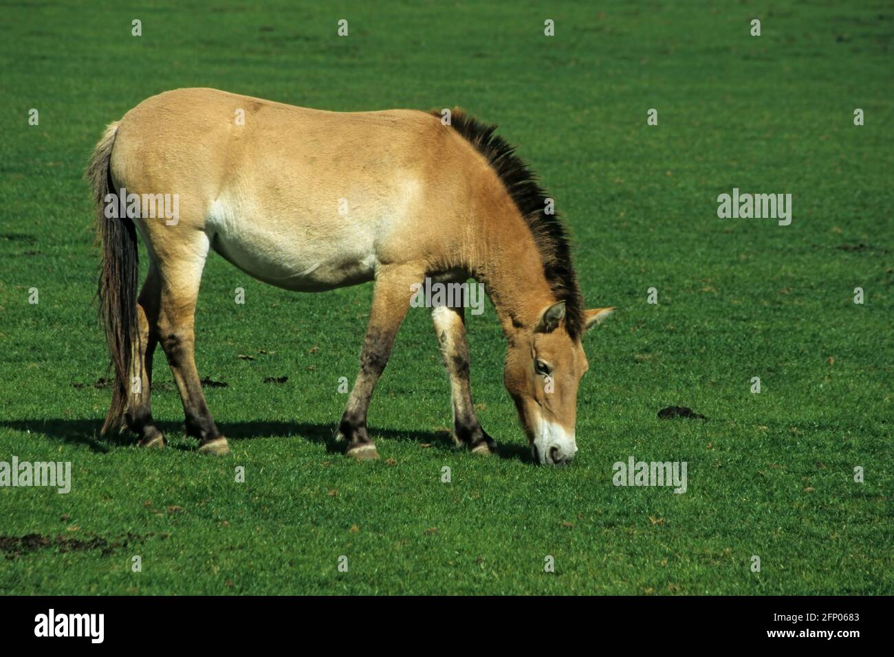 Przewalski's Horse Equus przewalski MA000835 Stock Photo - Alamy