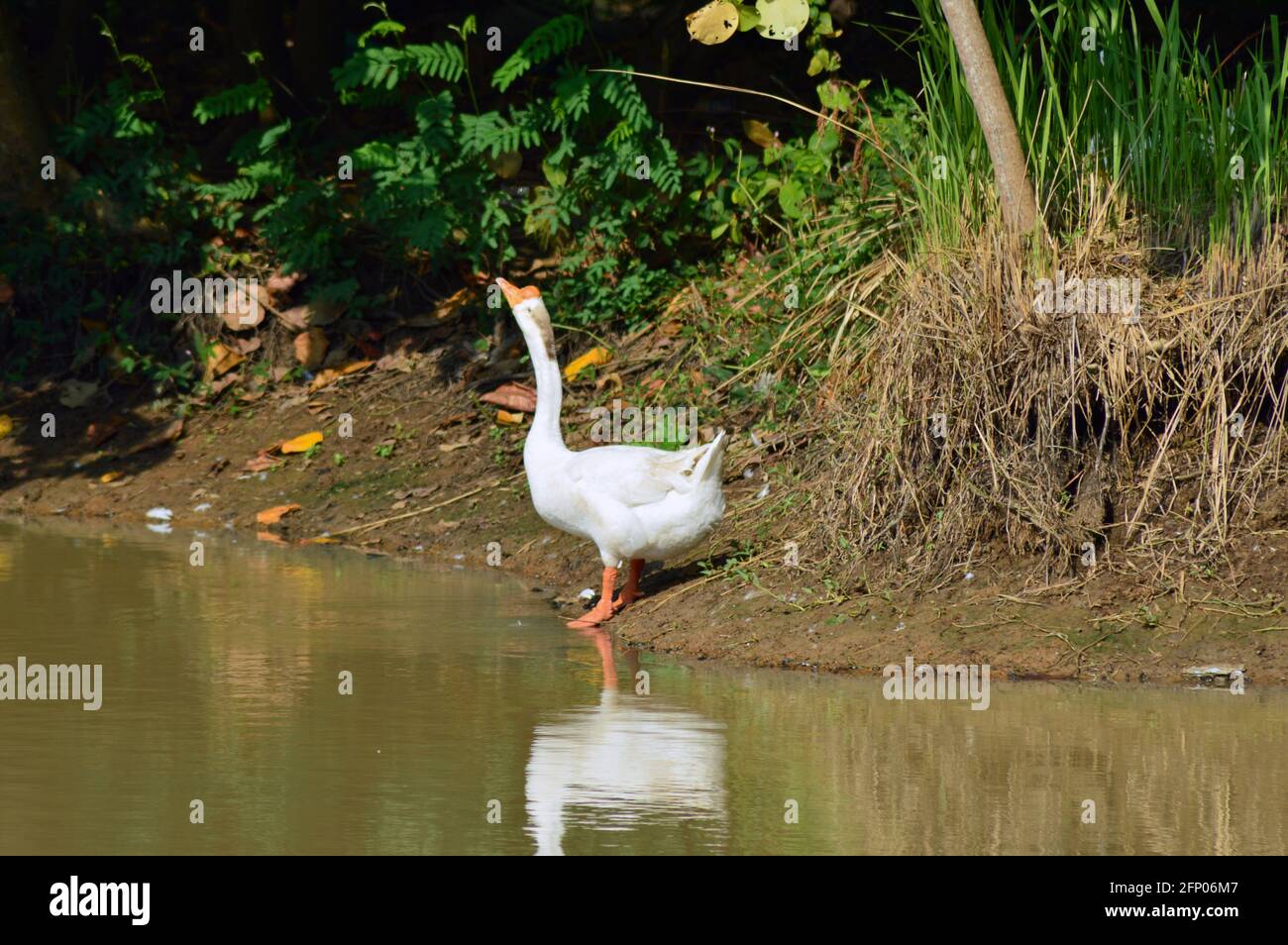 a white swan alone by the river photo Stock Photo - Alamy