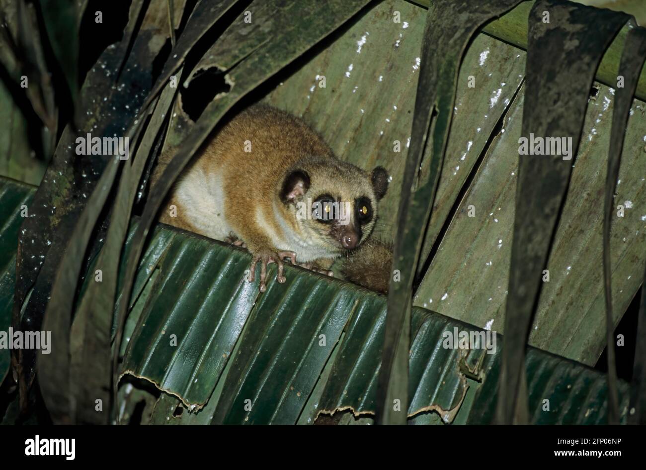 Great Dwarf Lemur Dheirgaleus major Perinet Reserve, Madagascar ...