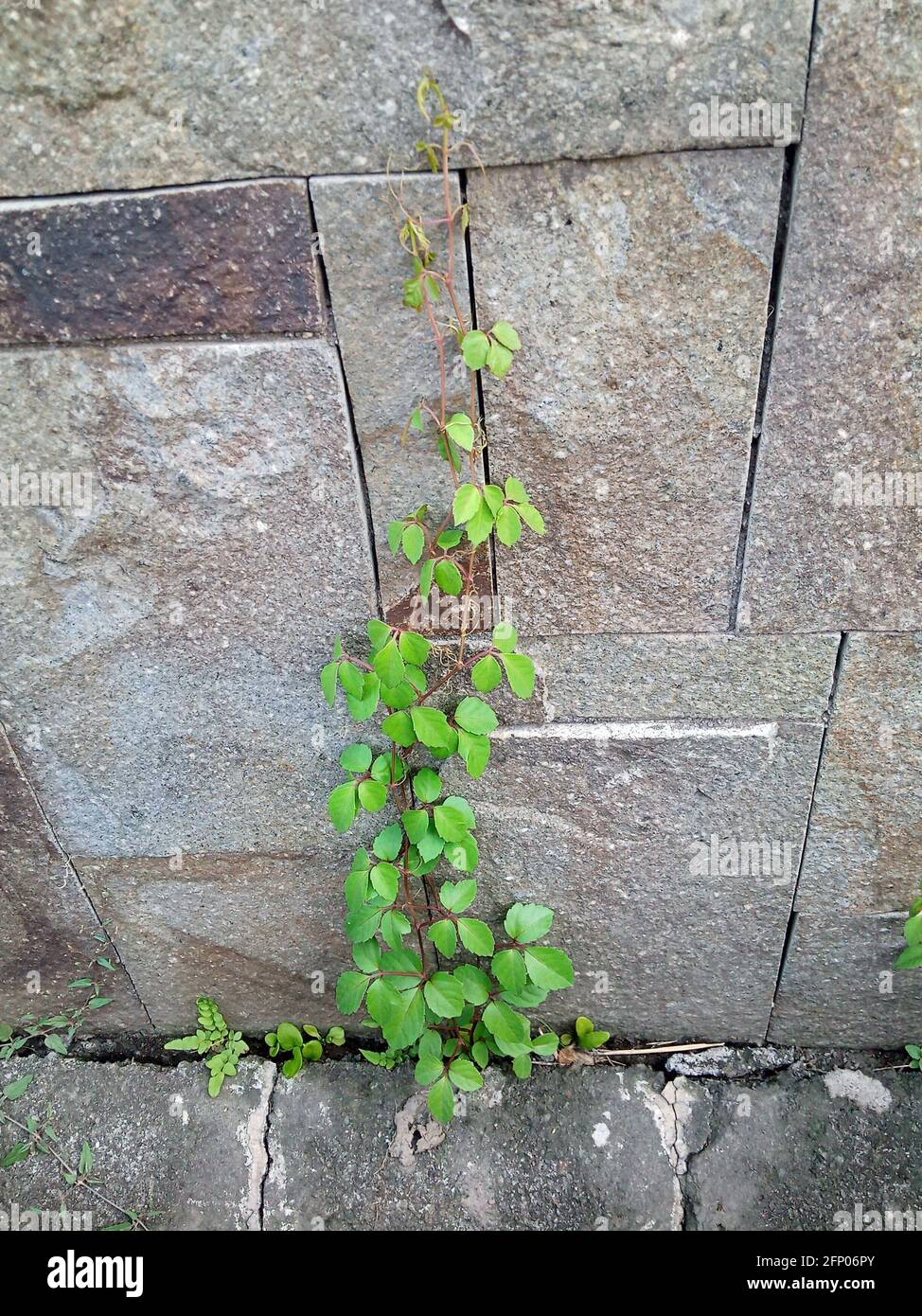 green tree vines on a stone wall photo Stock Photo - Alamy