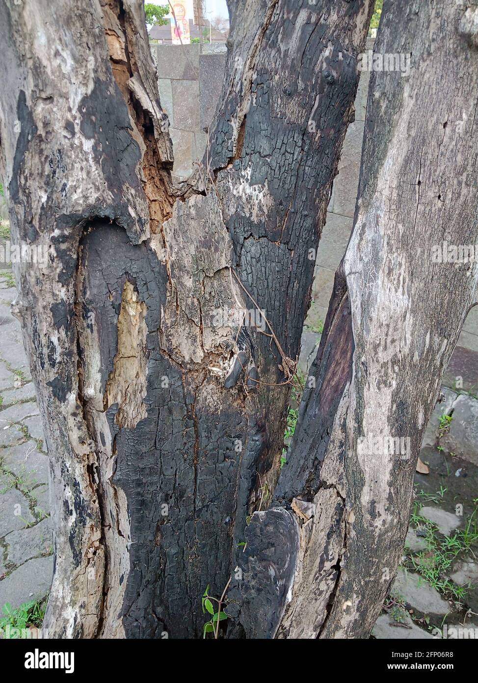 large tree trunk burned to death photo Stock Photo - Alamy