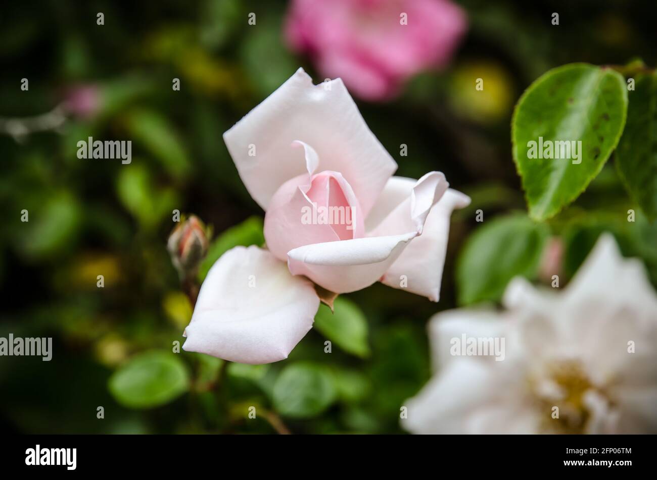 Rose garden atmosphere hi-res stock photography and images - Alamy