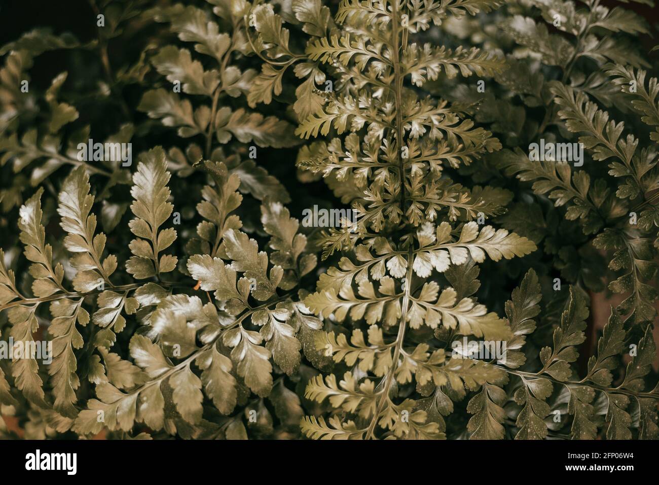 Background of succulent fern leaves, muted shades of green Stock Photo ...