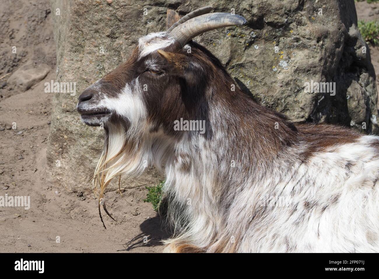 African Pygmy Goat in spring sunshine Stock Photo - Alamy