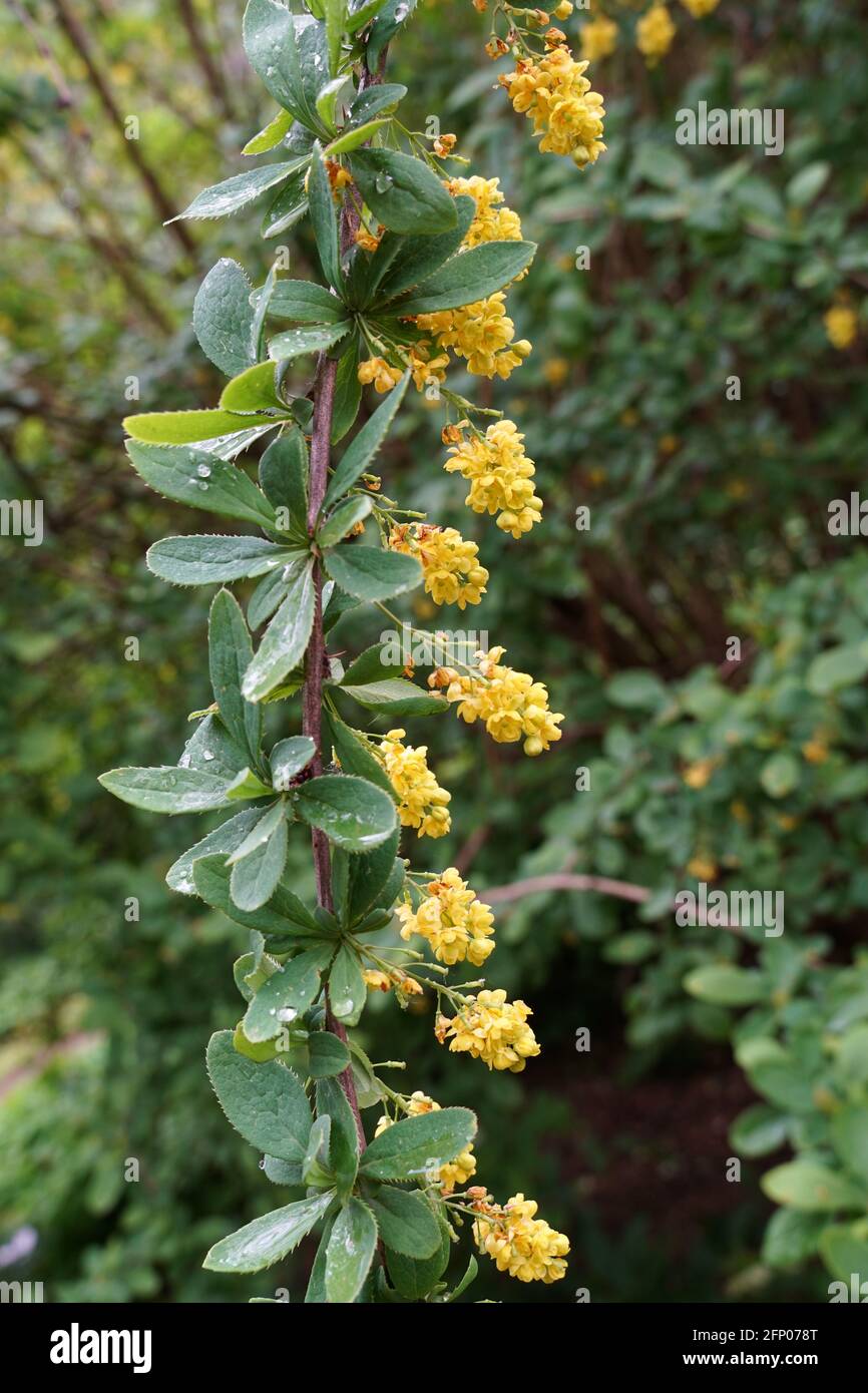 Blossoms on a common barberry tree twig during springtime Stock Photo ...