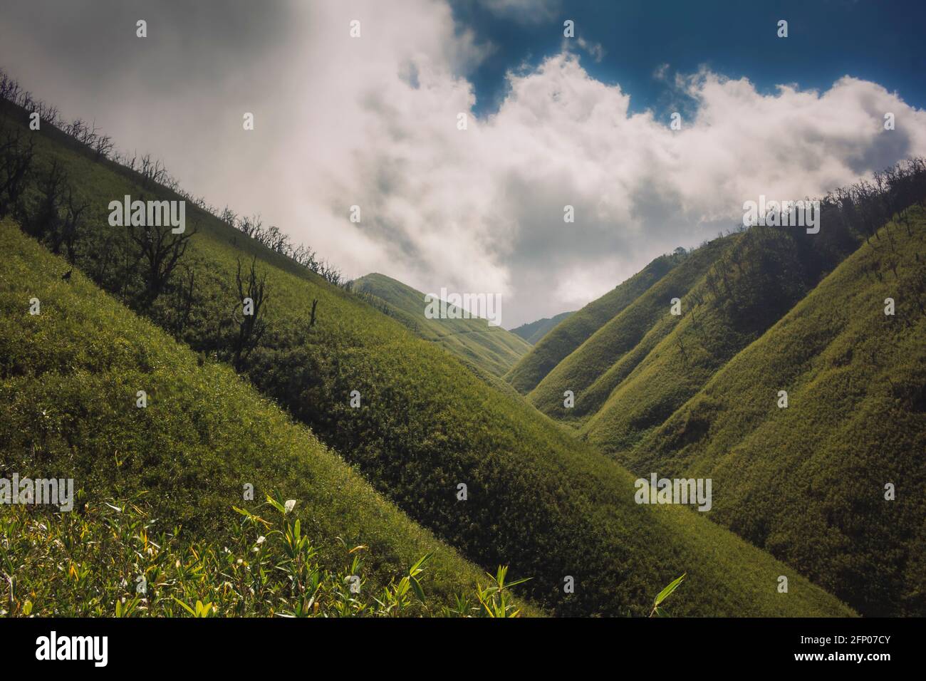 Dzukou valley, forest, Kisama, Nagaland, India Stock Photo - Alamy