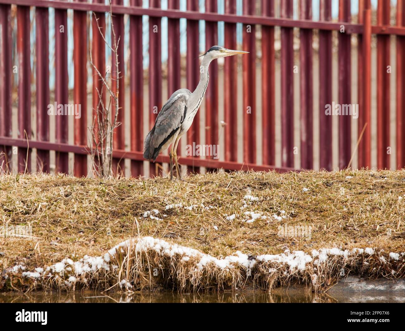 grey stork bird on a lake or pond Stock Photo - Alamy