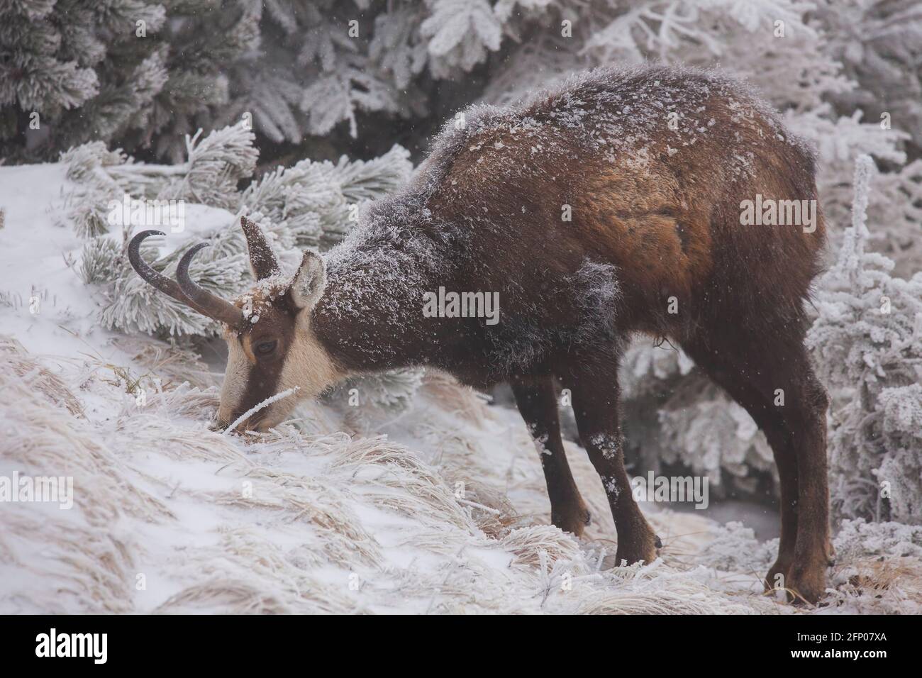 Goat eating grass hi-res stock photography and images - Alamy