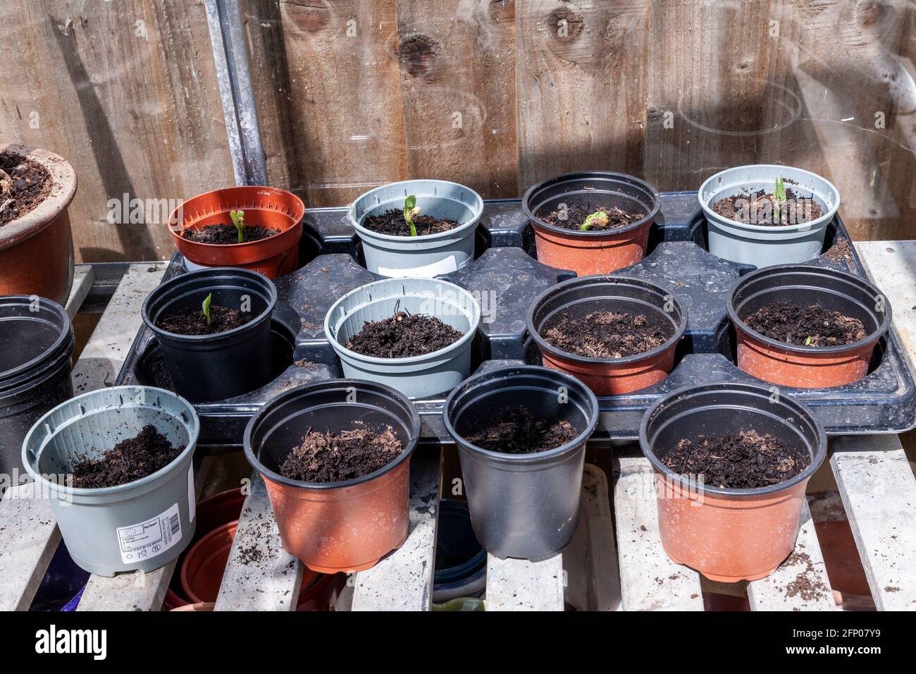 Runner beans in the greenhouse just sprouting planted in pots to grow ...