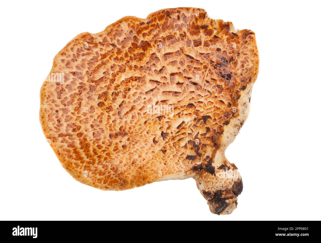 beech fungus or Pleurotus ostreatus very good for food preparation ...