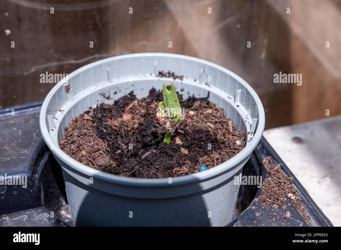 Runner beans in the greenhouse just sprouting planted in pots to grow ...