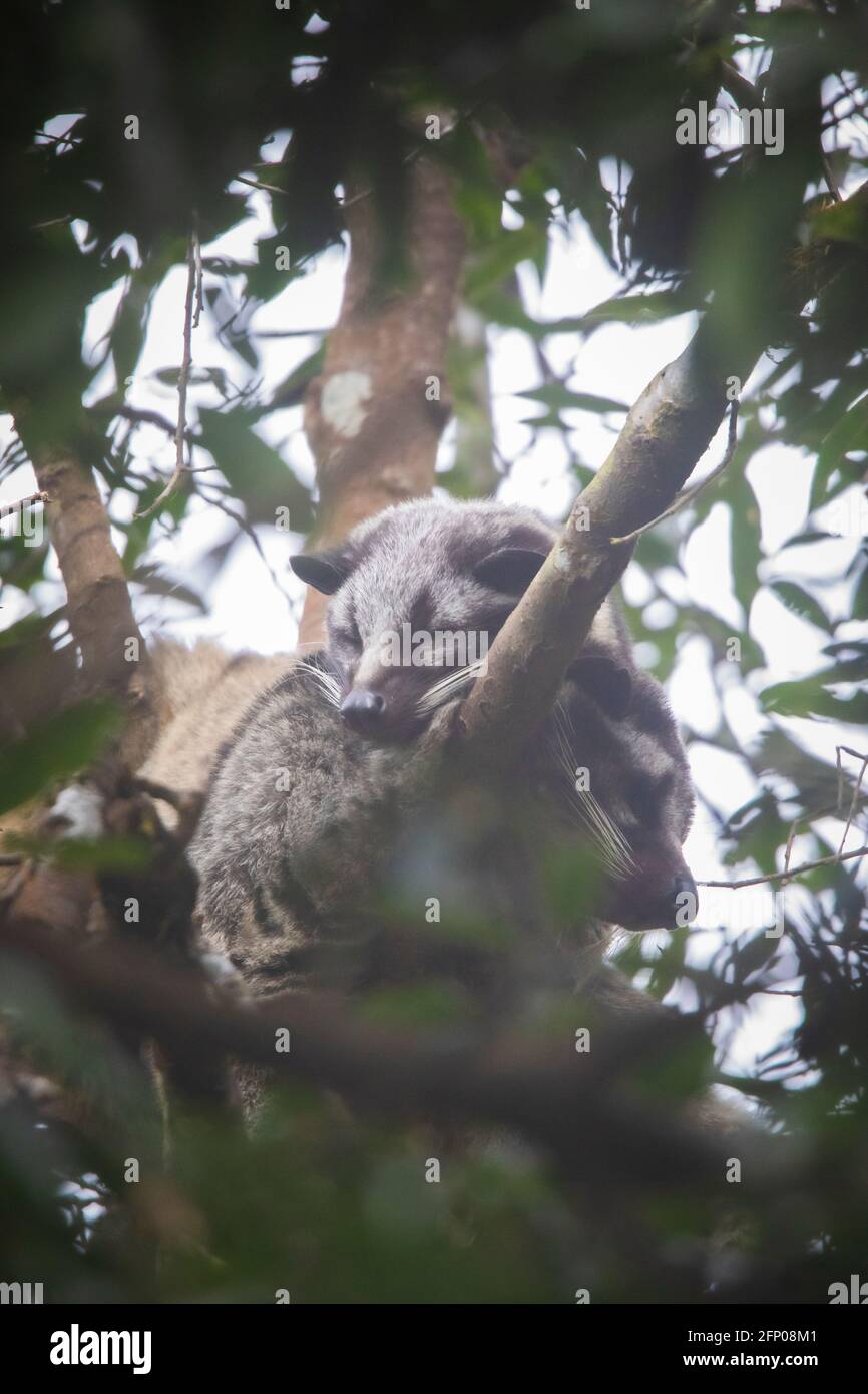 Himalayan Palm Civet, Paguma larvata, Sikkim, India Stock Photo - Alamy