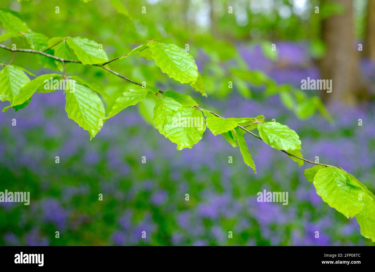 Woodland background hi-res stock photography and images - Alamy