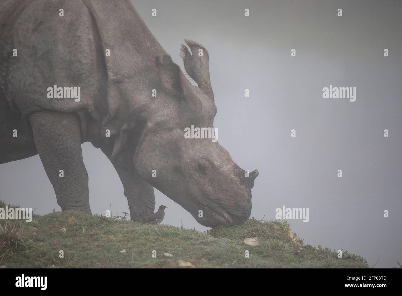 Indian One Horned Rhinoceros near water, Kaziranga Tiger Reserve, Assam ...