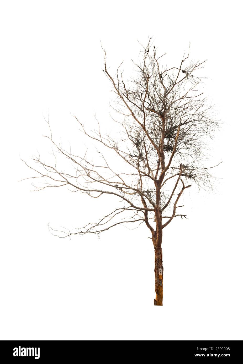 Dead tree isolated on white background Stock Photo - Alamy