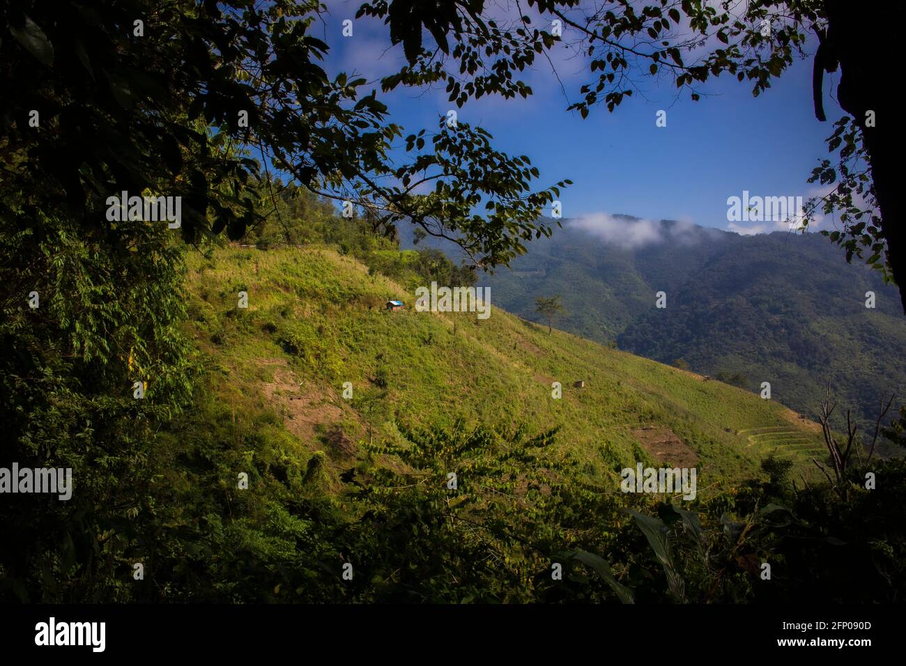 Jhum cultivationa at Sukhai Village, Nagaland, India Stock Photo - Alamy
