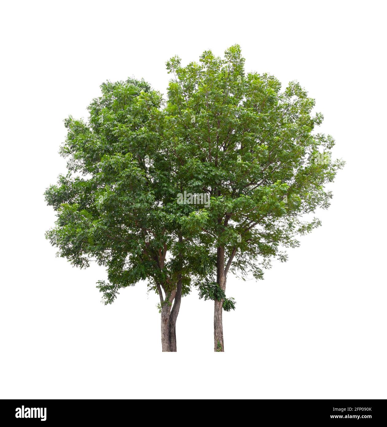 Beautiful green tree isolated on white background Stock Photo - Alamy