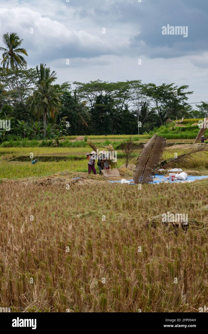 BALI, INDONESIA - Nov 07, 2019: Rice farmers in Bali Indonesia Stock ...