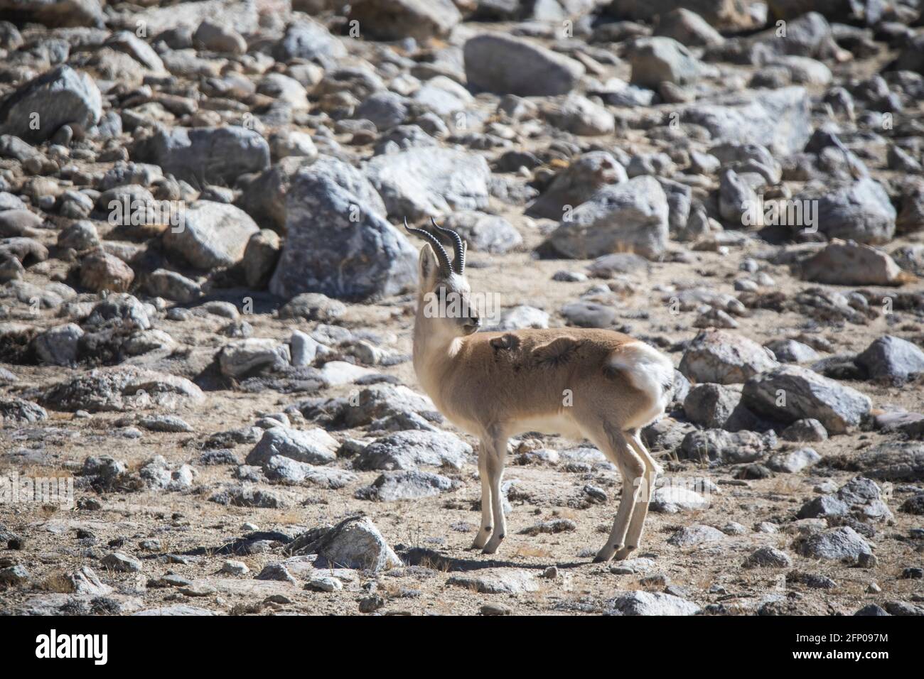 Tibetan Gazelle, Procapra picticaudata, Gurudonmar, Sikkim, India Stock ...