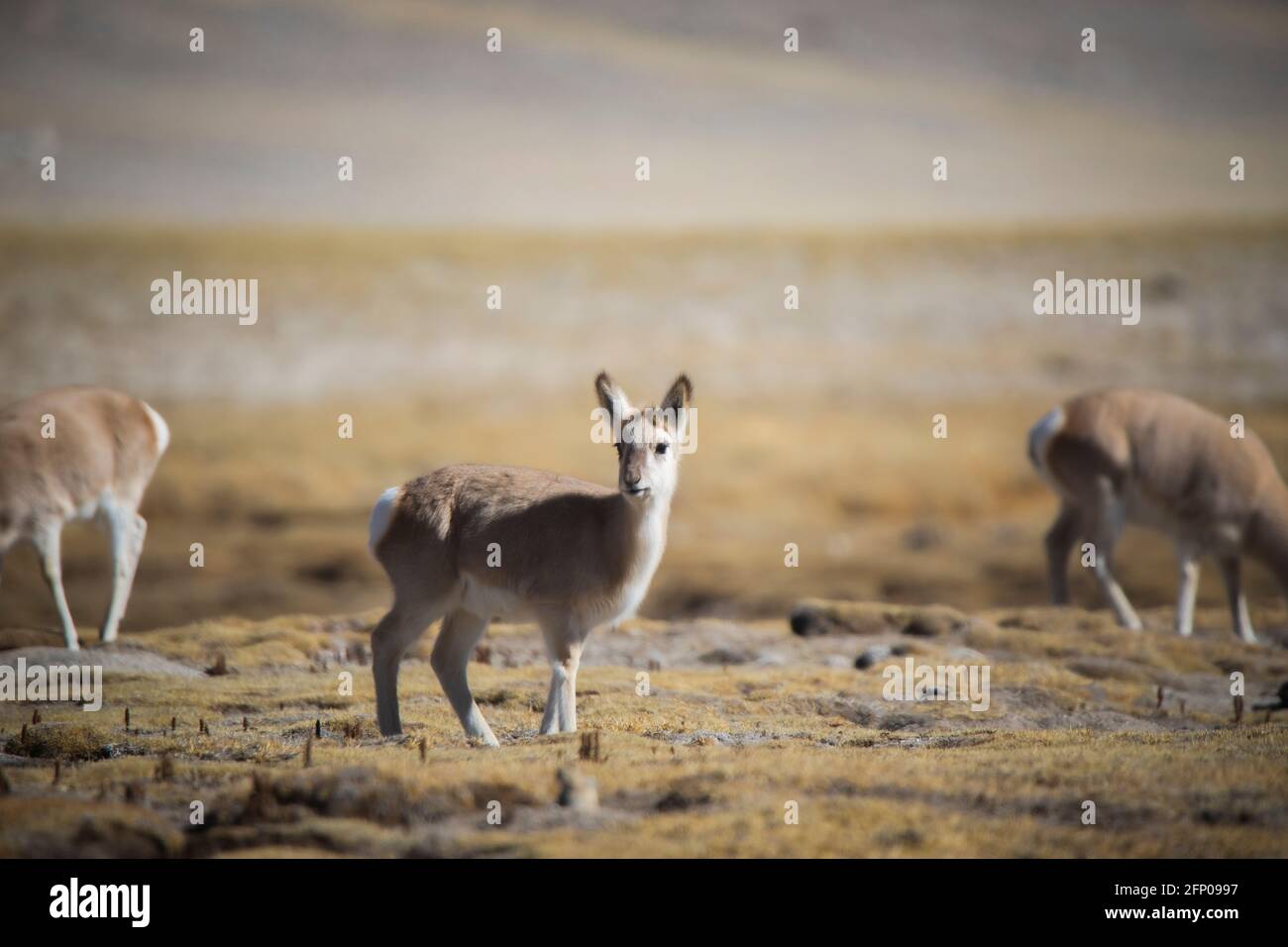 Tibetan Gazelle, Procapra picticaudata, Gurudonmar, Sikkim, India Stock ...