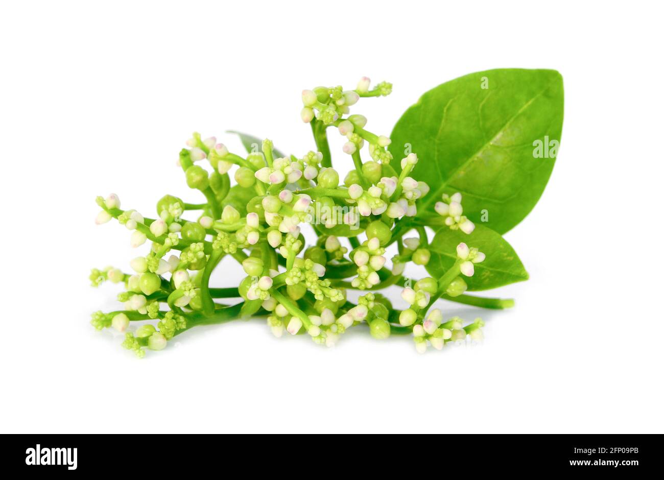 Ceylon spinach hi-res stock photography and images - Alamy