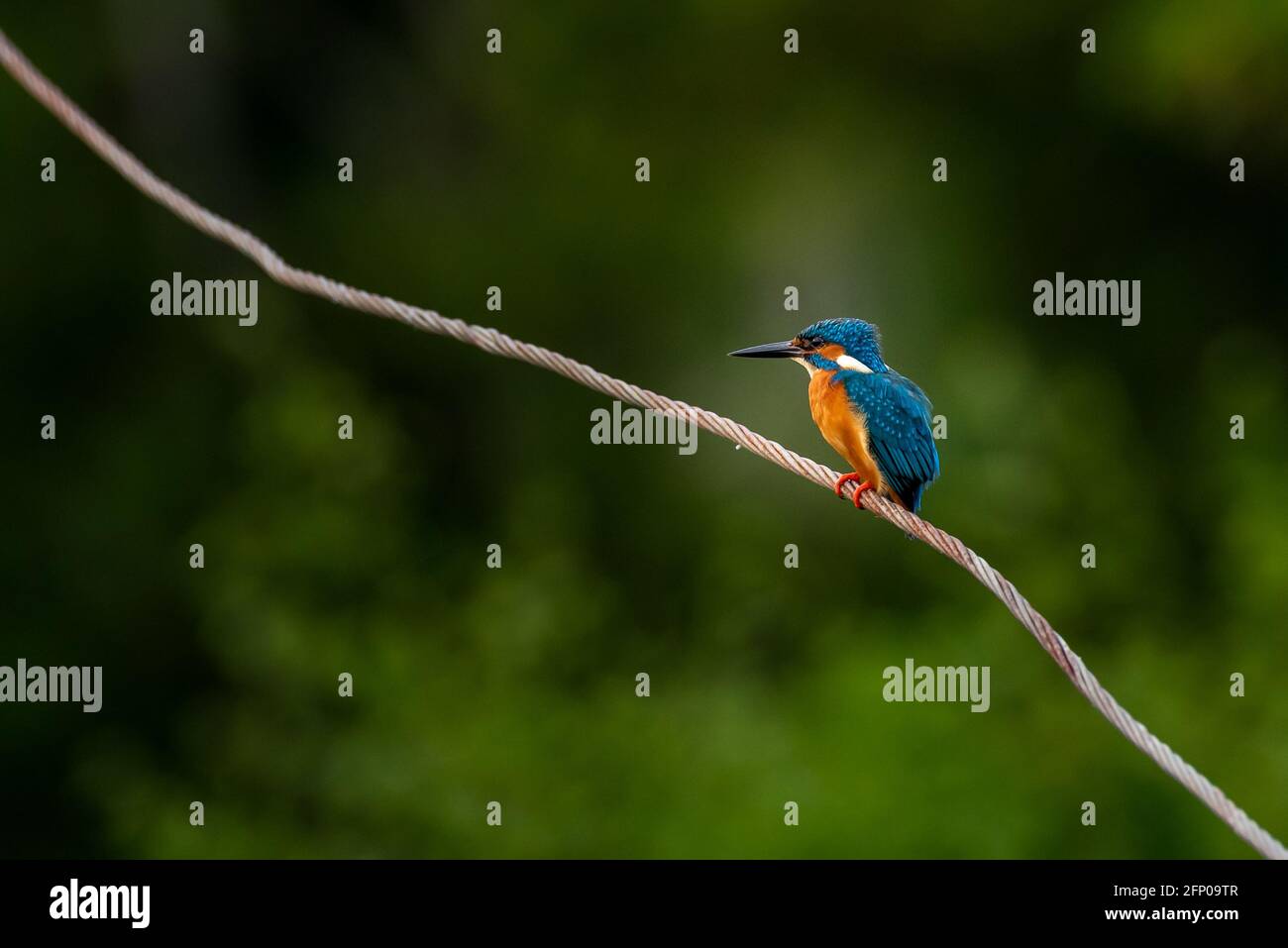 Common Kingfisher perched on an electric stay wire Stock Photo - Alamy
