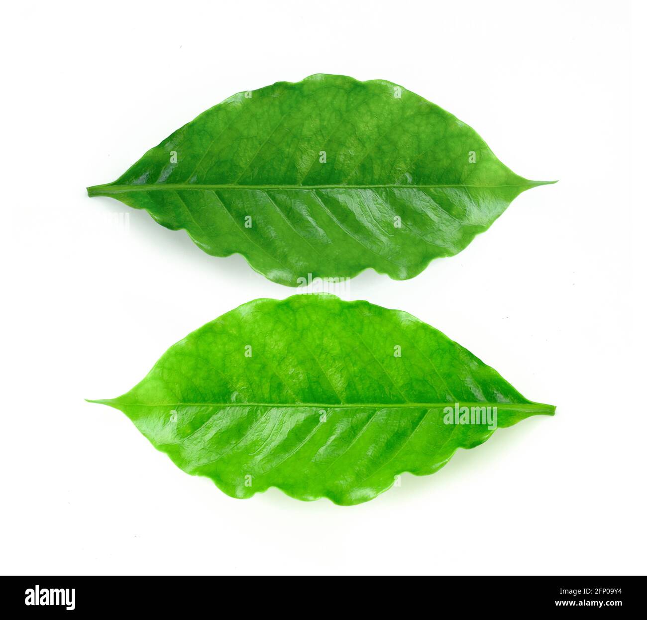 Green coffee leaves isolated on hi-res stock photography and images - Alamy
