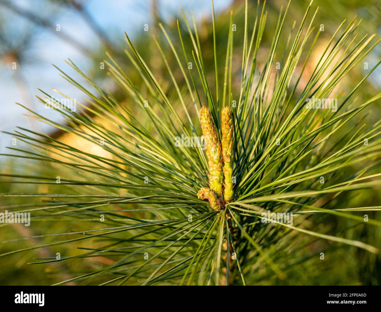Bears fruit hi-res stock photography and images - Alamy