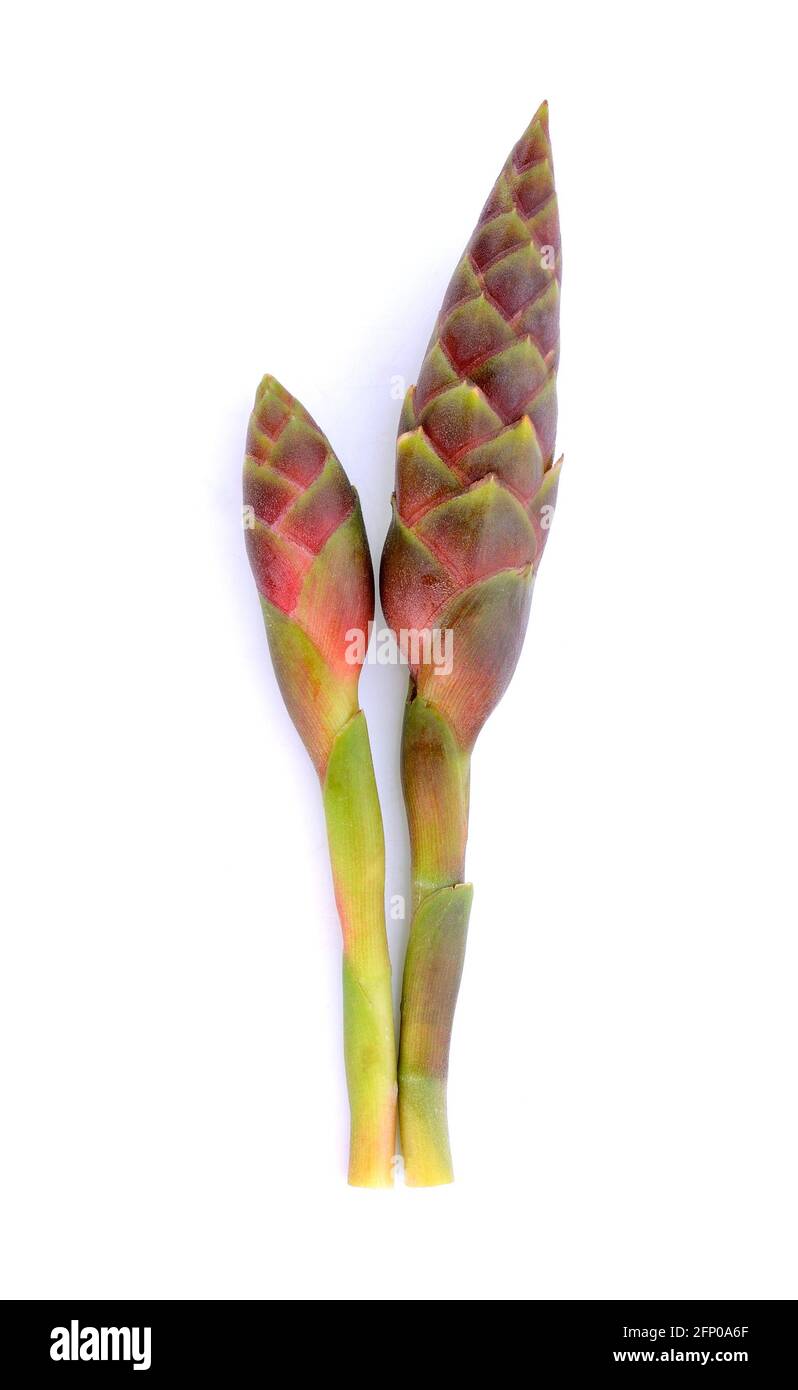 Cassumunar ginger isolated on white background Stock Photo - Alamy