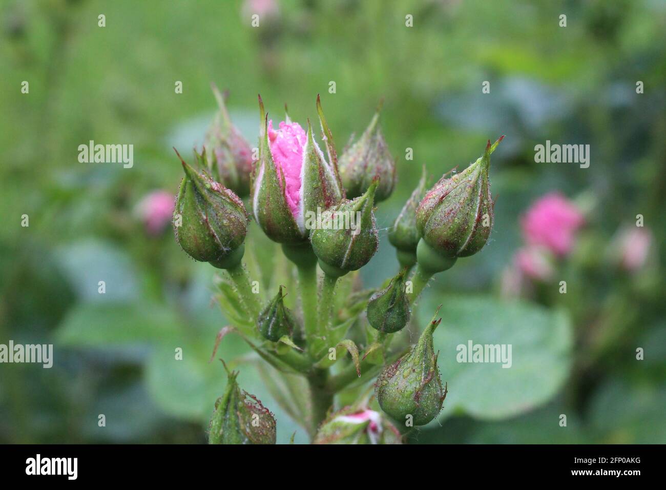 Rose buds view from the side. horticulture. Crop. Growing roses. Flower ...