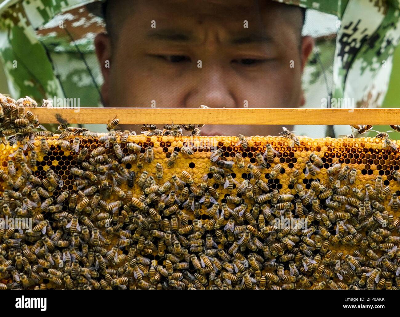 (210520) -- CHONGQING, May 20, 2021 (Xinhua) -- Beekeeping expert Cheng ...