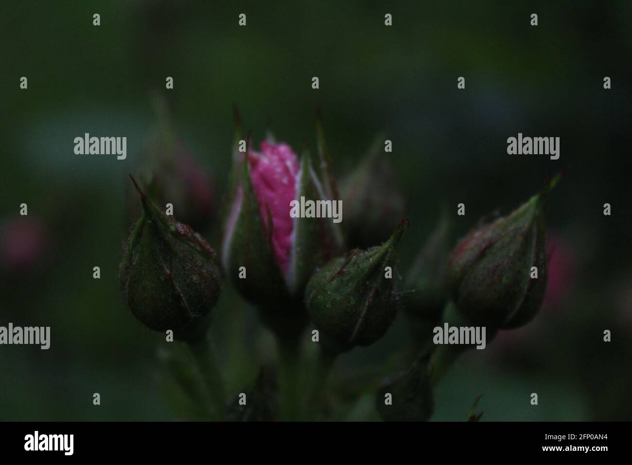 Rose buds view from the side. horticulture. Crop. Growing roses. Flower ...