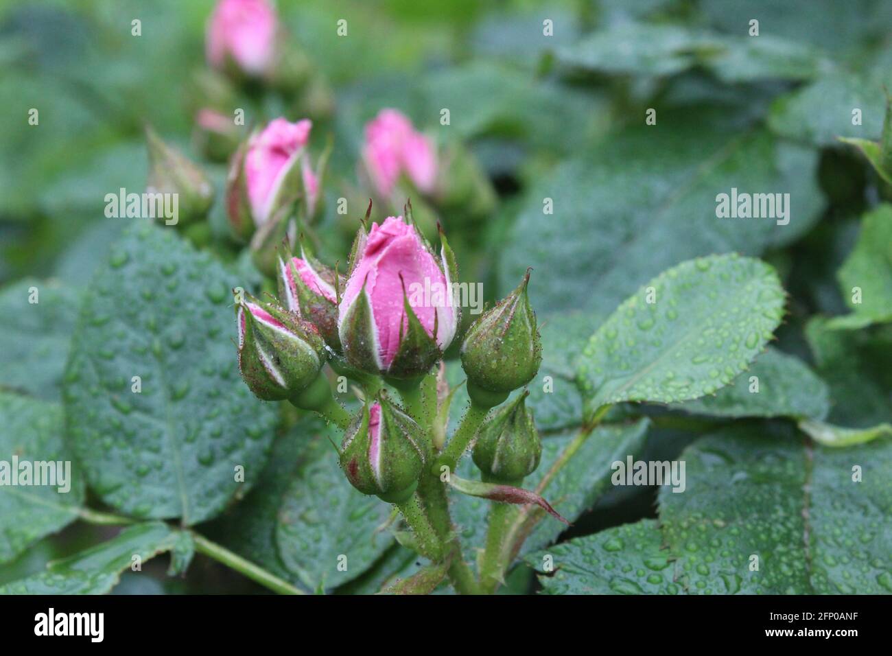 Rose buds view from the side. horticulture. Crop. Growing roses. Flower ...