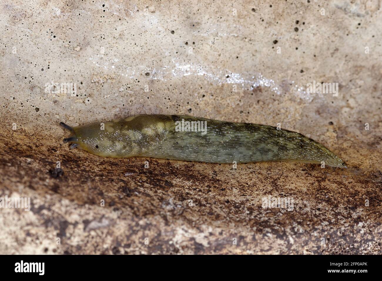 Yellow Slug - Limax flavus, olive coloured garder mollusc Stock Photo ...
