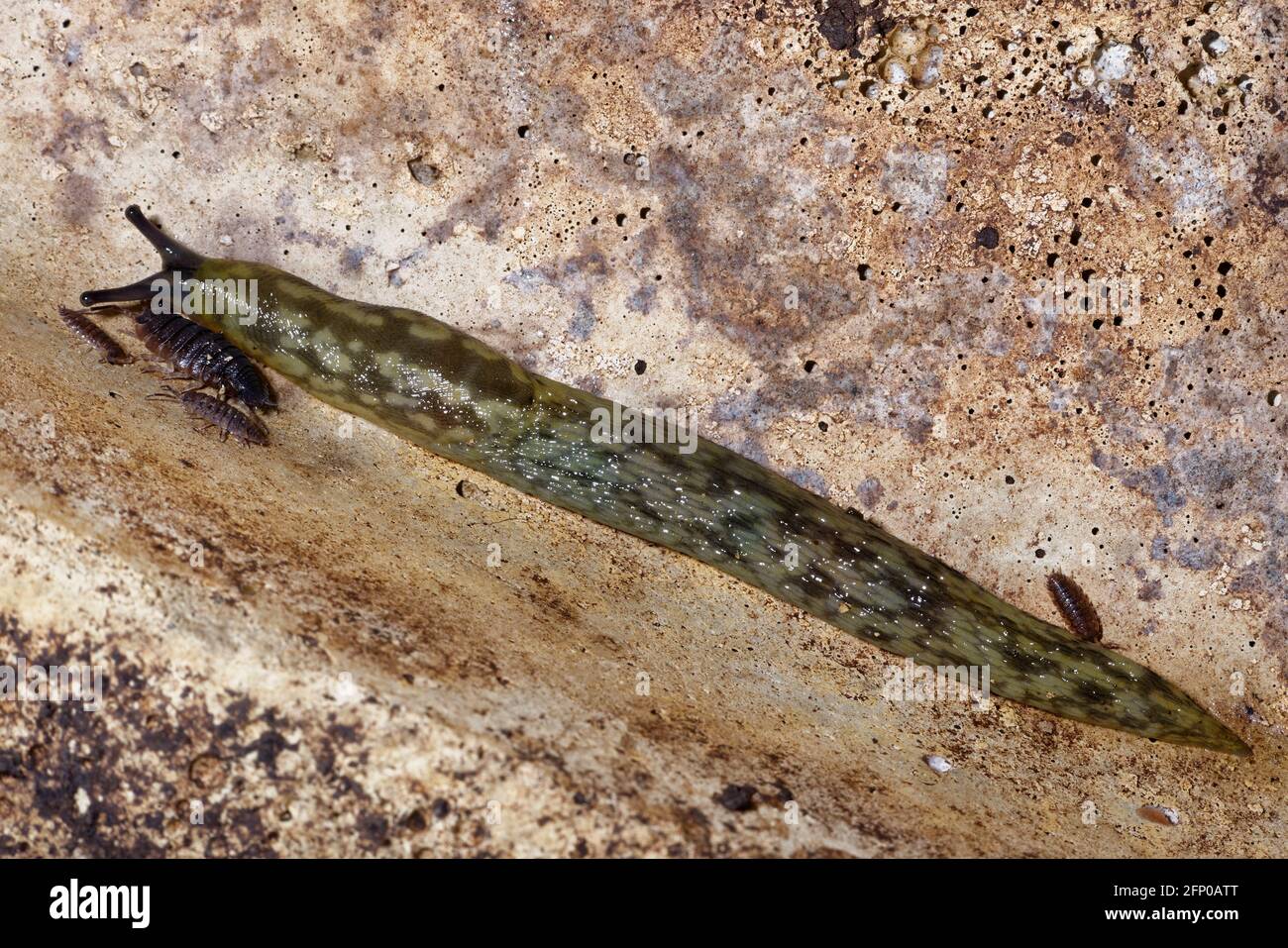 Yellow slug limax hi-res stock photography and images - Alamy