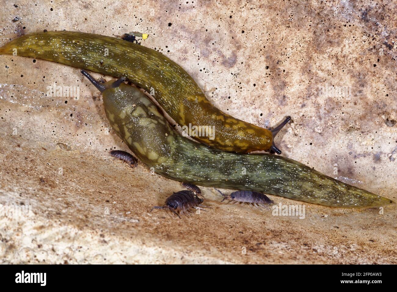 Two Yellow Slugs - Limax flavus, olive coloured garder mollusc Stock ...