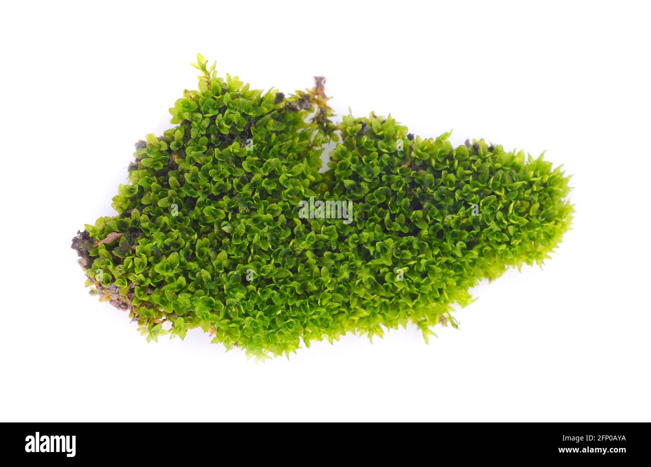 Moss isolated on white background Stock Photo - Alamy