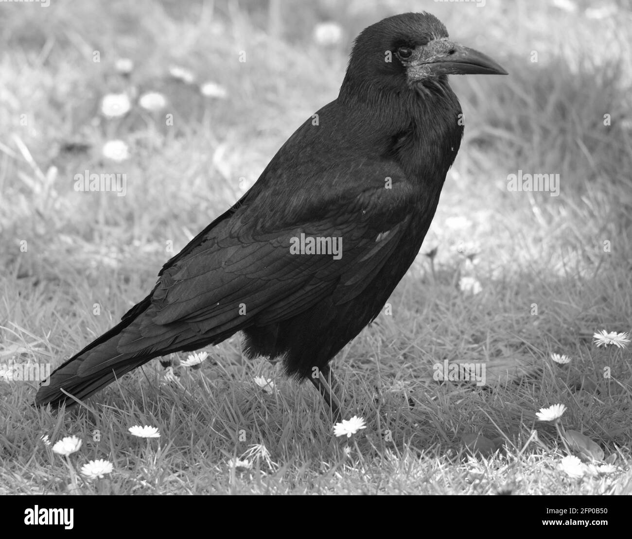 Rook grass Black and White Stock Photos & Images - Alamy