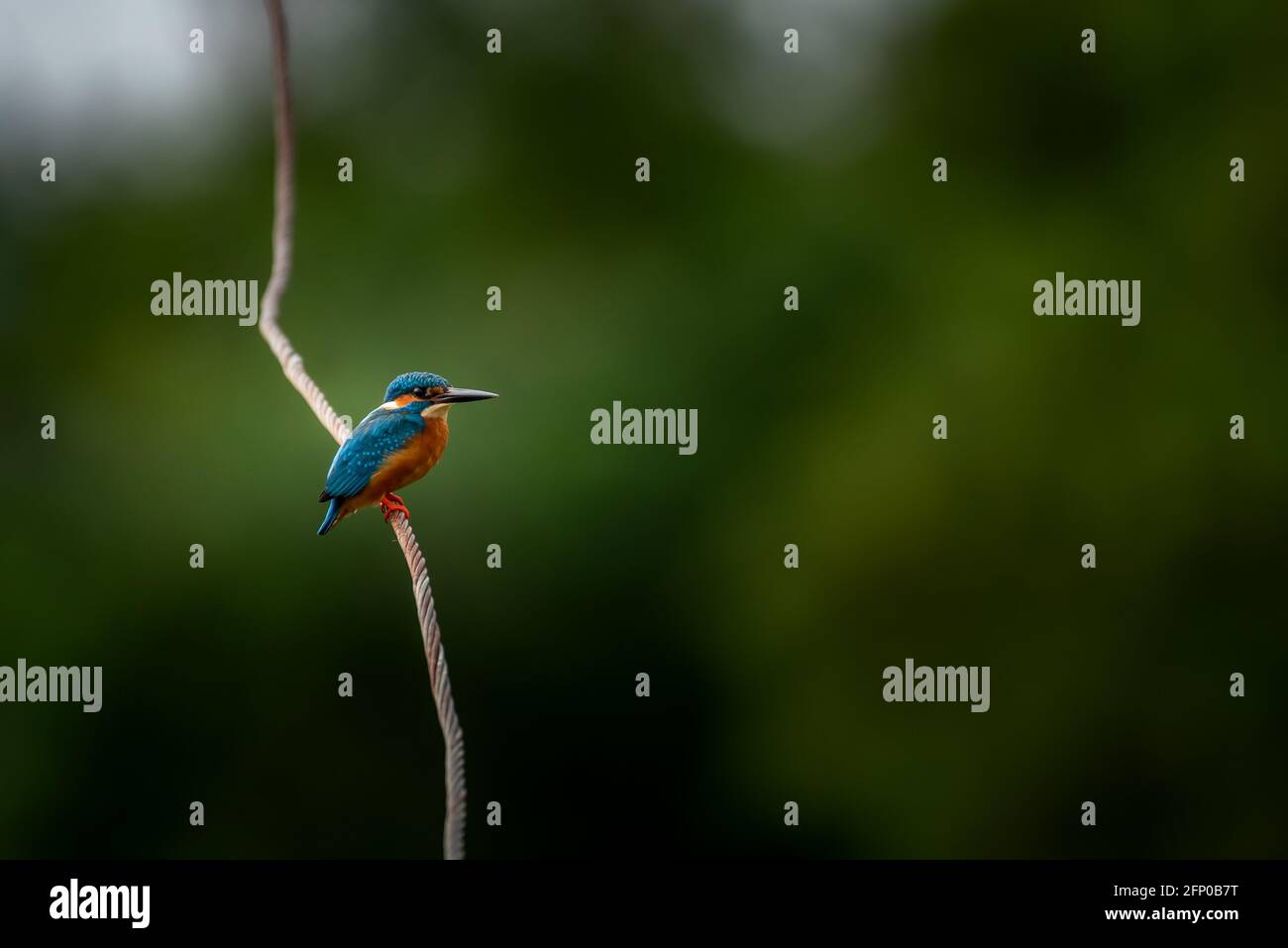 Common Kingfisher perched on an electric stay wire Stock Photo - Alamy
