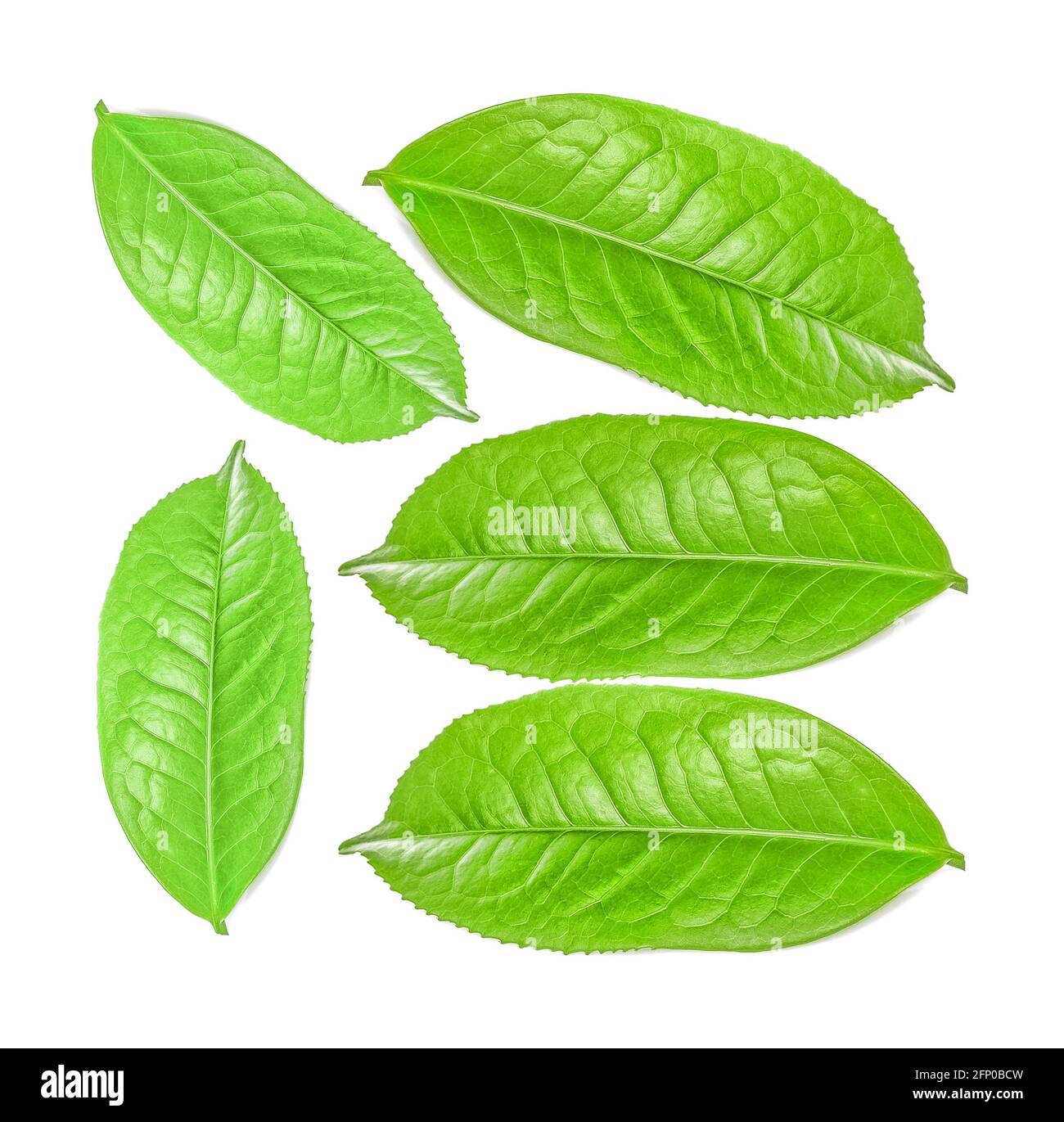 green tea leaf isolated on white background Stock Photo - Alamy