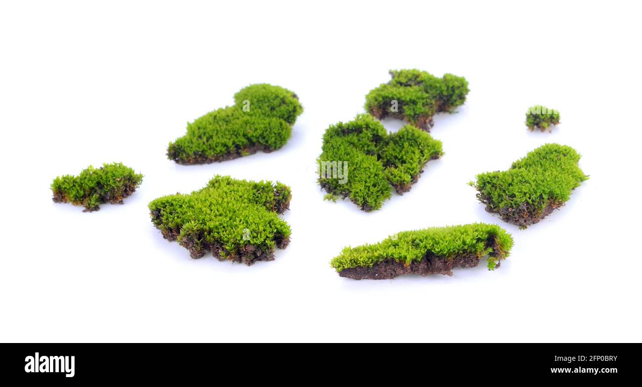 Moss isolated on white background Stock Photo - Alamy