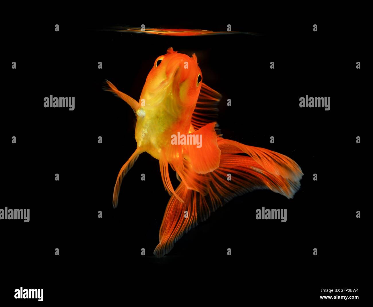 goldfish isolated on back background Stock Photo - Alamy