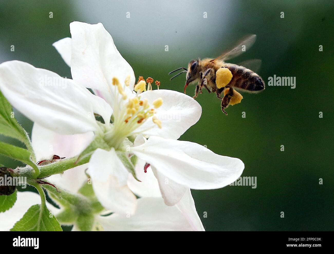 15 May 2021, Berlin: A honey bee with bulging pollen cups flies to the ...